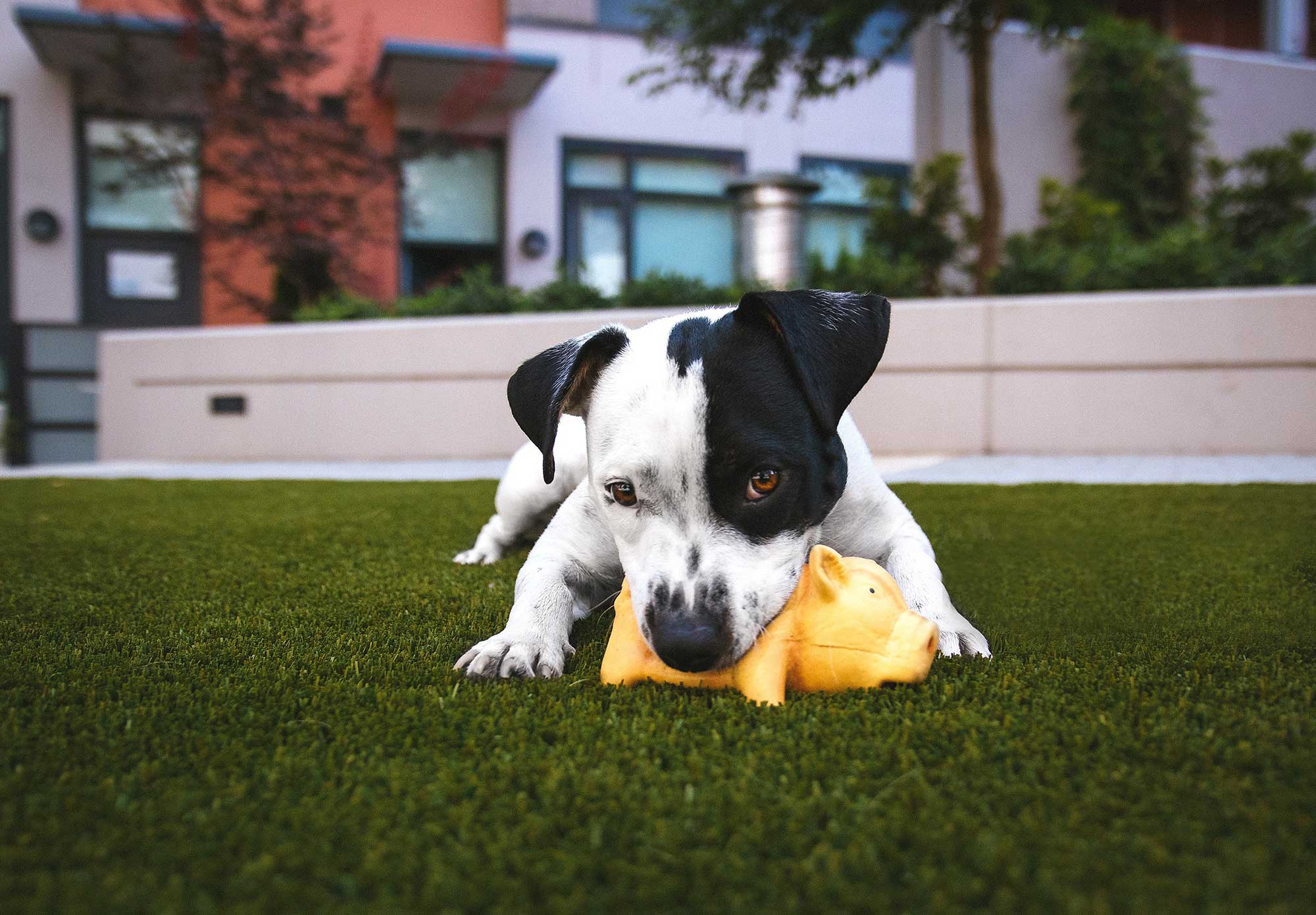 Business Story: Marshall Animal Hospital